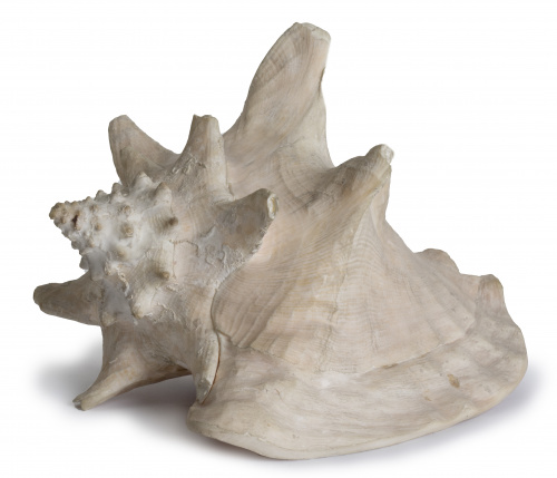 Concha blanca calilla para molusco.,